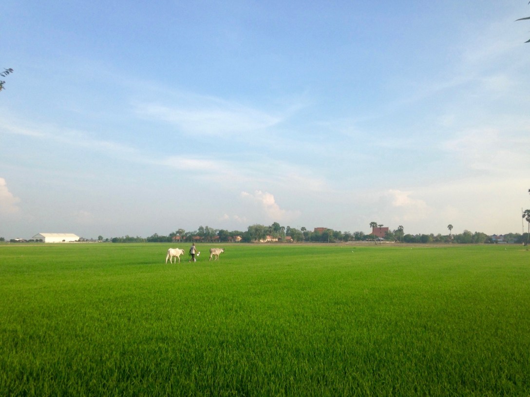 Rice is Life – Pt. 1: The Doing – vim, vigor, vinegar