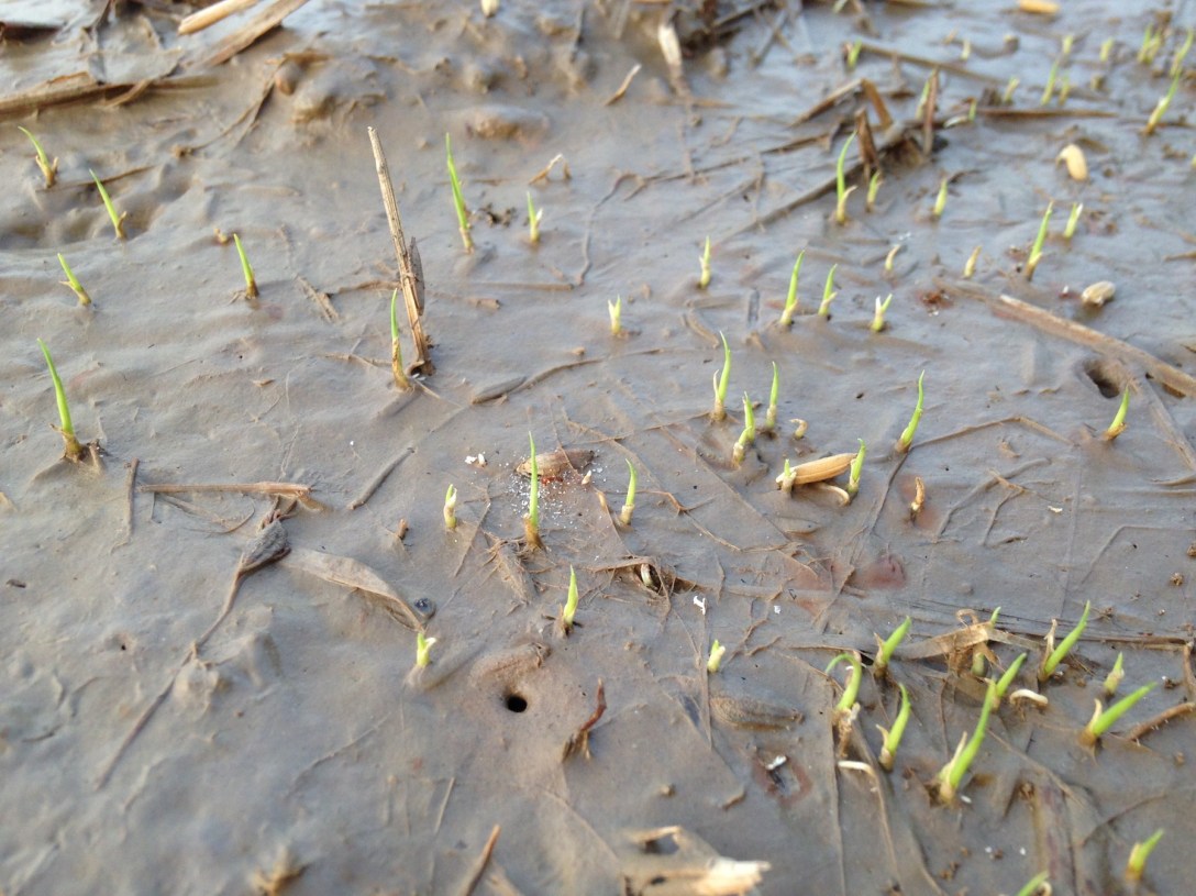 Rice is Life – Pt. 1: The Doing – vim, vigor, vinegar